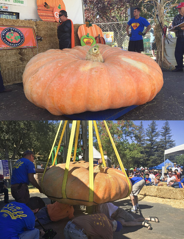 Punya Bobot 819 Kg, Labu Ini Diberi Julukan 'Piring Terbang'