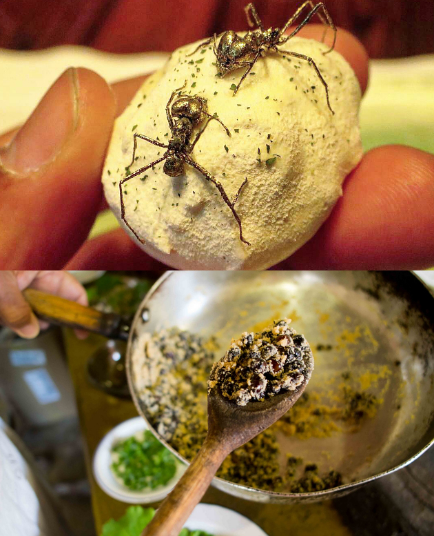 Semut Jadi Menu Makanan Terbaru di Brazil, Bagaimana Rasanya?