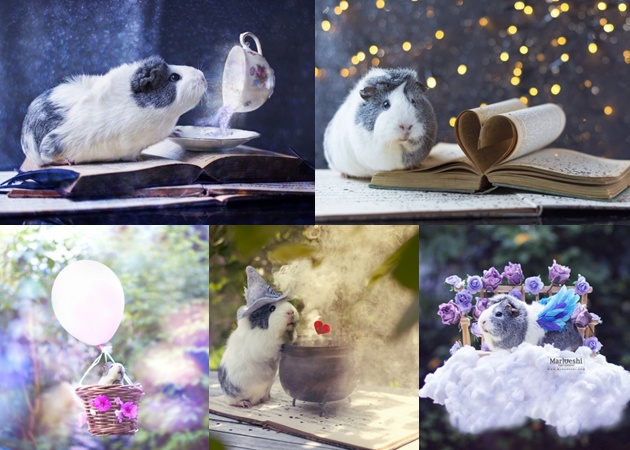 Bikin Gemas, Yuk Intip Tikus Belanda Yang Fotogenik Ini