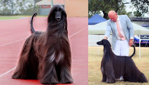Anggun Bak Model, Anjing Berbulu Panjang Ini Sukses Jadi Rebutan