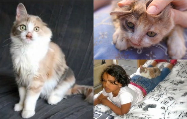 Bocah 7 Tahun Sulap Kucing Buruk Rupa Ini Jadi Menggemaskan