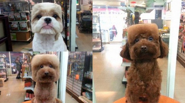Tren Rambut Bulat dan Kotak Ini Bikin Anjing Makin Menggemaskan