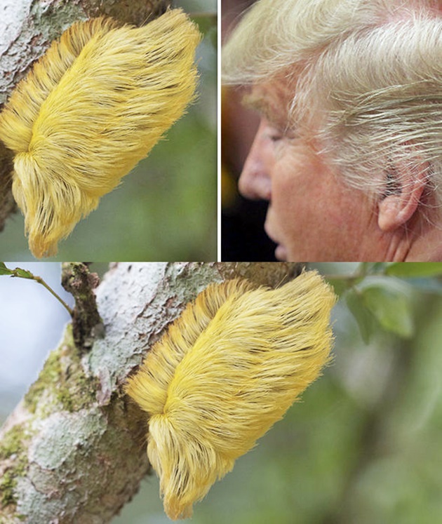 Ulat Menggemaskan Mirip dengan Rambut Donald Trump Ini Ternyata Beracun